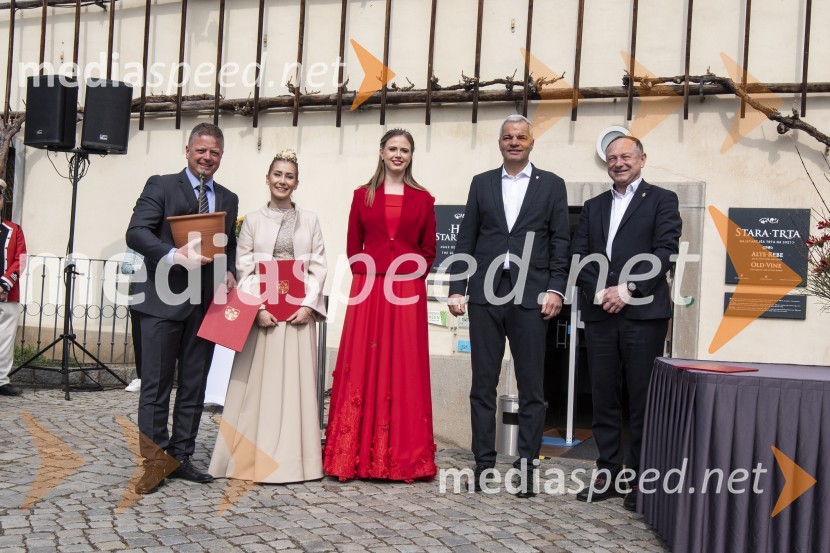 Mediaspeed - 43. Rez Stare trte, najstarejše trte na svetu