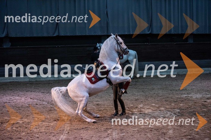 Mediaspeed - Čudoviti beli lipicanci so s svojo lepoto in energijo ...