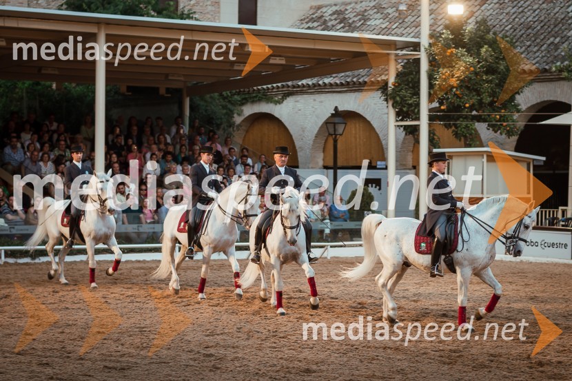 Mediaspeed - Čudoviti beli lipicanci so s svojo lepoto in energijo ...
