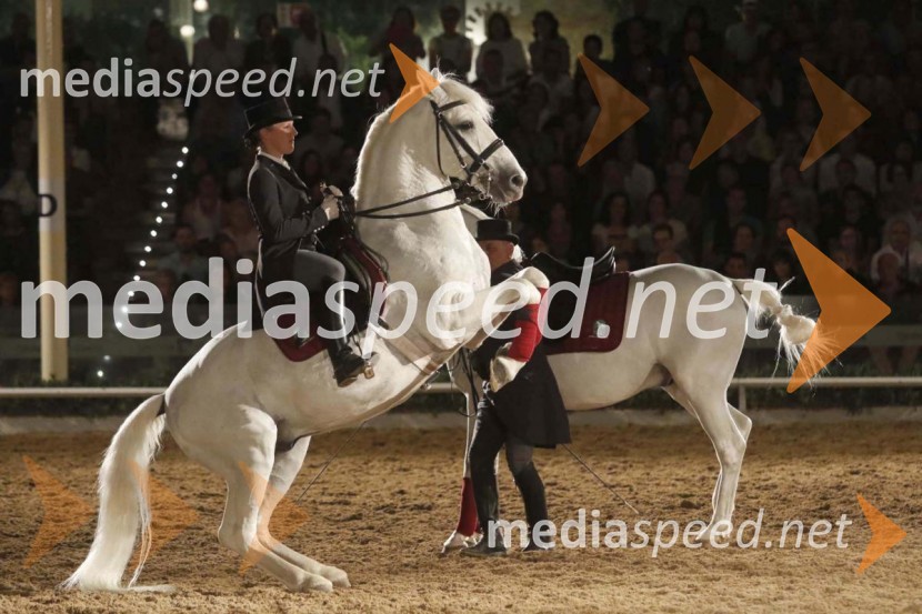 Mediaspeed - Čudoviti beli lipicanci so s svojo lepoto in energijo ...