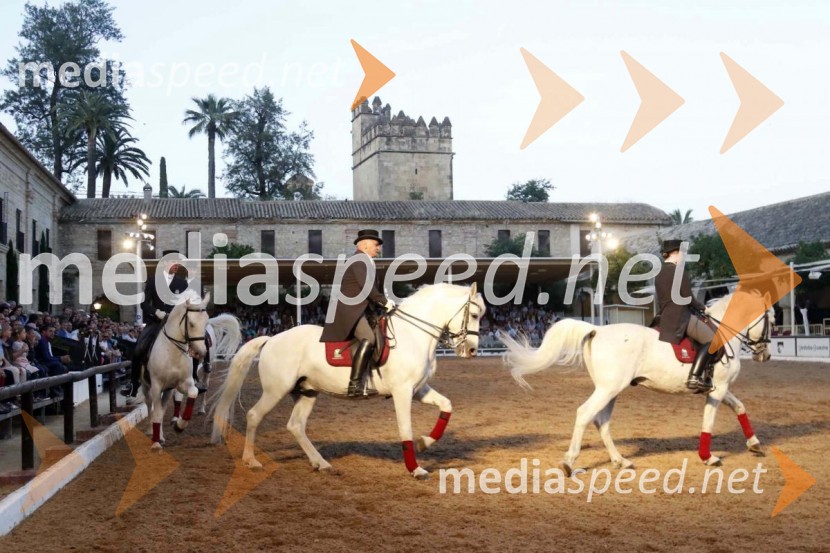 Mediaspeed - Čudoviti beli lipicanci so s svojo lepoto in energijo ...